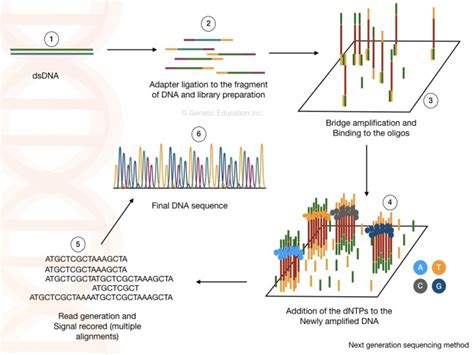Dna Sequencing History Steps Methods Applications And Limitations Genetic Education Dna Sequencing History Steps Methods Applications And Limitations Genetic Education