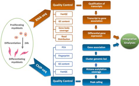 Overview Of Experimental Design And Computational Analysis Workflow Download Scientific