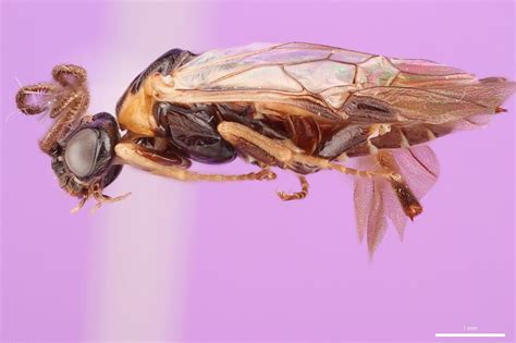 Symphyta Images Free Photos Png Stickers Wallpapers And Backgrounds