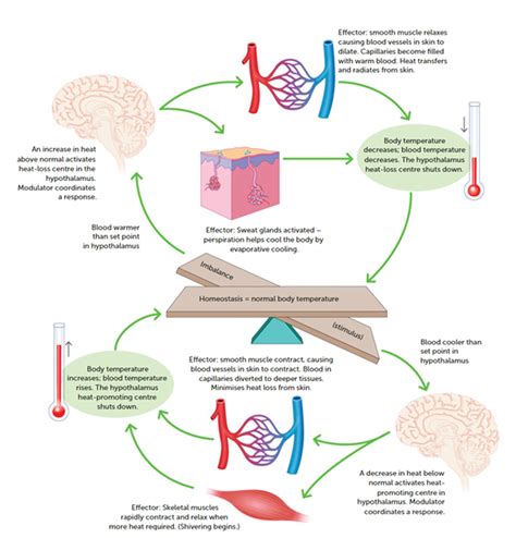 Homeostasis Atar Biology