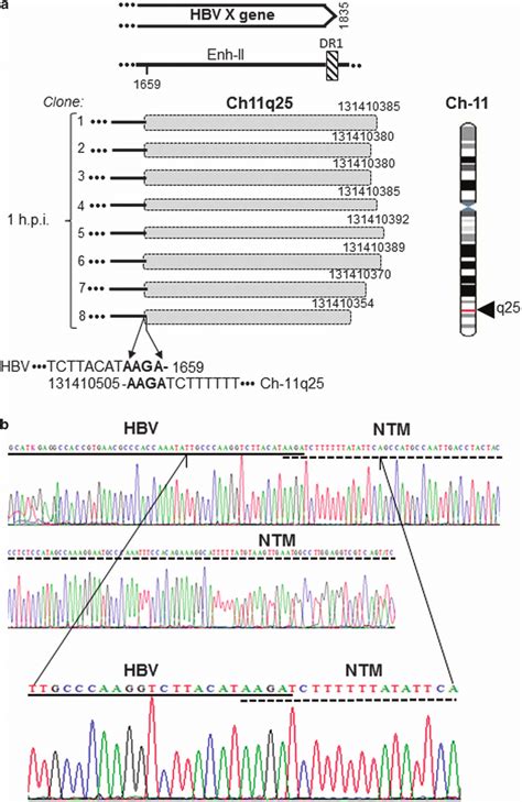 Hbv Integration With The Neurotrimin Ntm Gene In Heparg Cells After