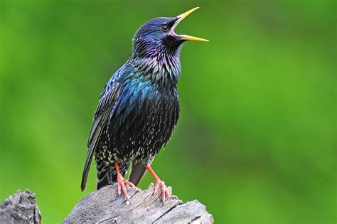 Among Songbirds Complex Vocal Learners Are Superior Problem Solvers