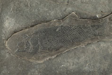 Fossil On Matrix Lepidotes Catawiki