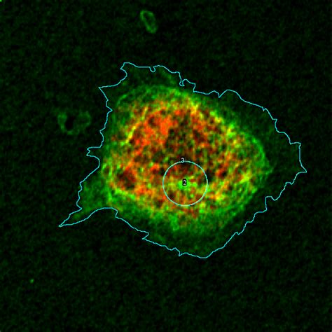 colcoalization per region with jacop image analysis image sc forum