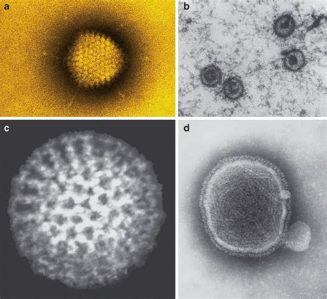Viral Structures Seen By Electron Microscopy A Adenovirus An Download Scientific Diagram