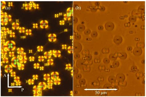 Texture Of Small Focal Conics And Small Prismatic Dislocation Loops In