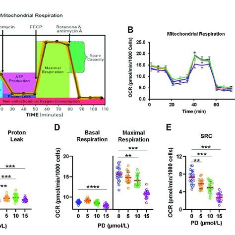 Platycodin D Promotes Mitochondrial Dysfunction A The Schematic
