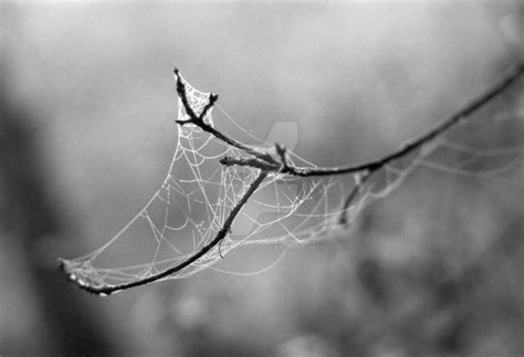 Spinderella By Maikmeckgee On Deviantart