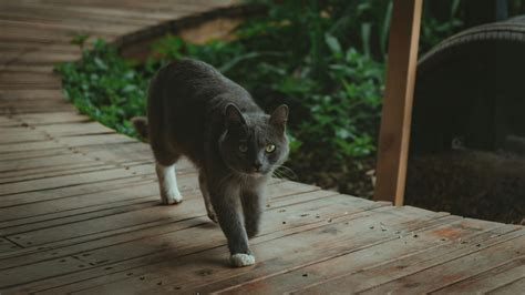 나무 판자 위를 걷는 고양이 사진 · 무료 스톡 사진