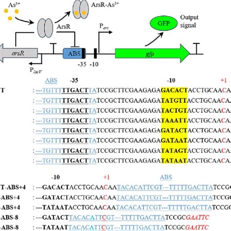 Pdf Development Of A Highly Sensitive Whole Cell Biosensor For Arsenite Detection Through