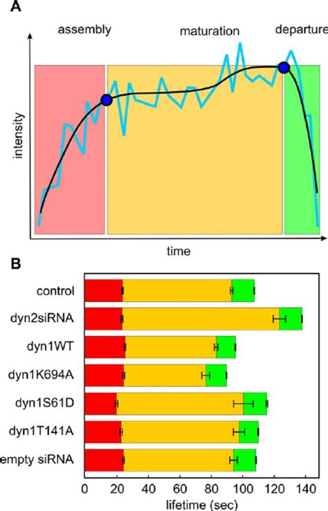 Distinct Phases In CCP Maturation Defined By Intensity Time Courses A Download Scientific