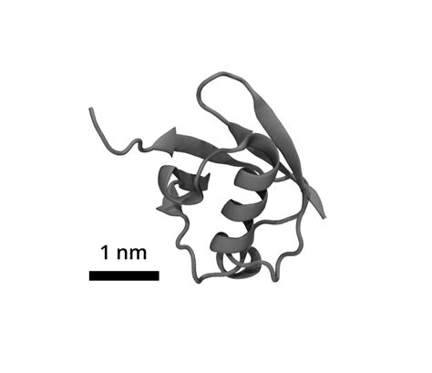 Exploring Biomolecular Dynamics Through Large Scale Computer Simulations