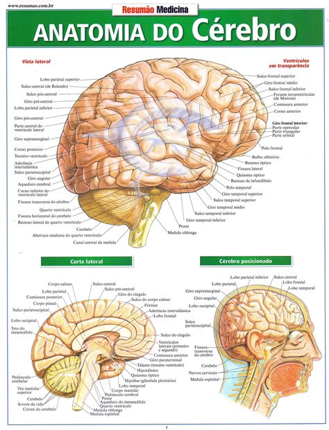 Anatomia Do Cérebro Pdf Retoedu