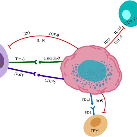 Mdscs And Emt A Mdscs Inhibit The Immune Functions Of Cd4 T And Cd8