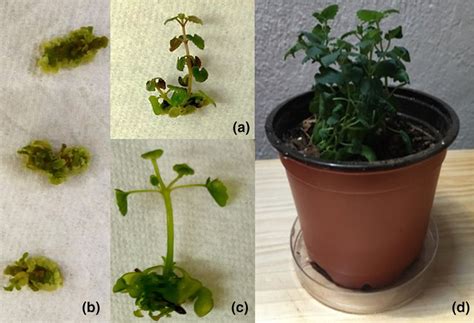 Callus Induction And Shoot Regeneration From Nodal Segments After Download Scientific Diagram