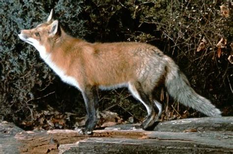 Fox Species Habitat Behavior And Facts Britannica