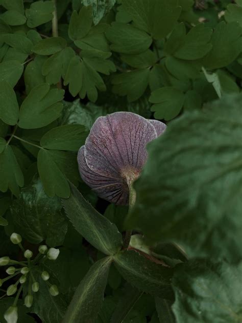 Plants에 있는 Kyo님의 핀