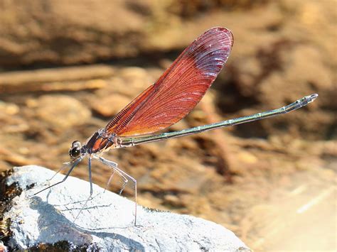 Damselfly Orange Wings