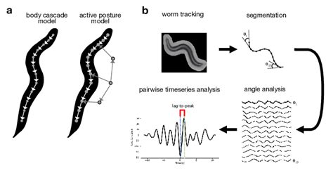 Locomotion Models And Analysis Overview A Schematics Of The
