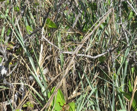 Bitter Panicgrass From Isla Contoy Quintana Roo On July 31 2016 At 09