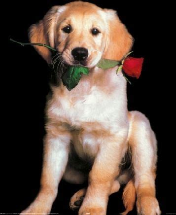 Pies Z Różą Golden Retriever Plakat Opinie I Atrakcyjne Ceny Na Ceneo Pl