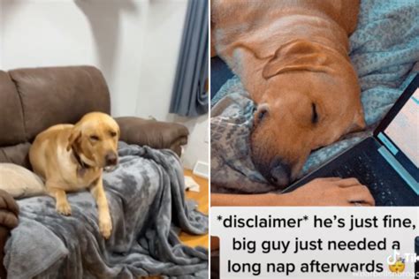Internet Goes Wild For Labrador High On Catnip After Stealing Treats Internet Goes Wild For Labrador High On Catnip After Stealing Treats