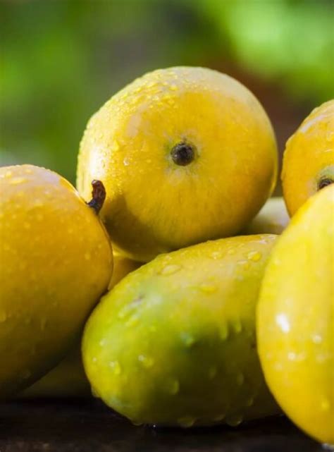 Guide To Mango Fertilization