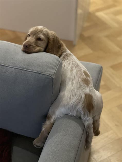 Rupert Our Cocker Spaniel In His Absolute Favourite Splooting Spot