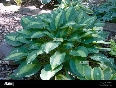 Hosta striptease hosta green hi-res stock photography and images - Alamy