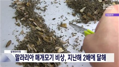 말라리아 매개모기 비상 지난해 두 배에 달해 20230712 Youtube