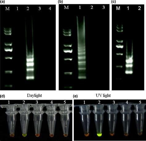 Specificity Analysis Of Rt Lamp Assay In Detection Of Tocv A