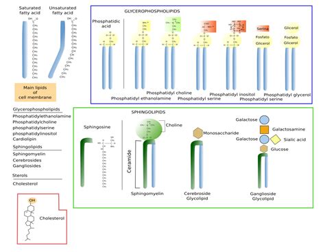 Three Common Types Of Membrane Lipids At Jerry Grantham Blog