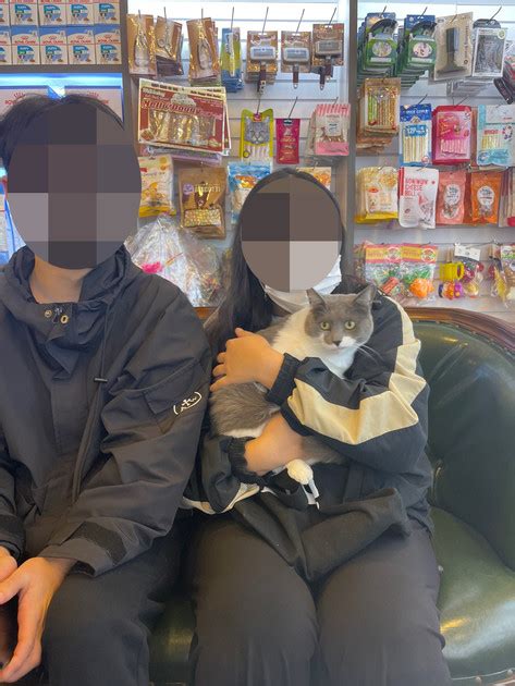 용인 2021 0192 브리티쉬숏헤어 믹스 꼬냥이 책임분양 포미분양 포매라니안분양 포메리안분양 치아와분양 말티스분양 푸말티분양 러시아블루분양 포미분가격 포매라니안분양가격