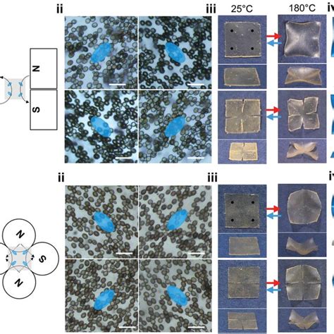 Programmed Out‐of‐plane Bending A Schematic Illustration Of Download Scientific Diagram