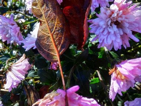 Астрологи назвали три знаки зодіаку яким щастить частіше ніж іншим Особлива