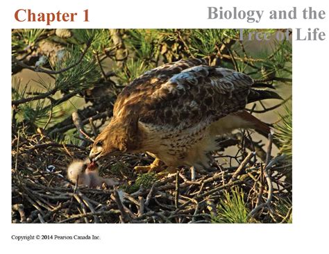 Chapter 1 Bio Lecture Warning Tt Undefined Function 22 Chapter 1 Biology And The Tree Of