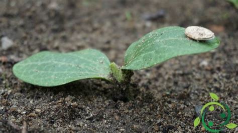 Embryophytes Definition Classification Morphology Characteristics