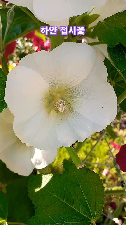 하얀 접시꽃 Youtube