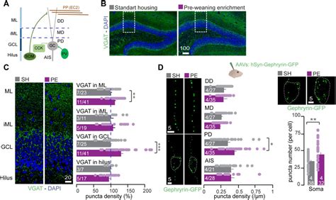 Anti Vglut Synaptic Systems Bioz Ratings For Life Science Research