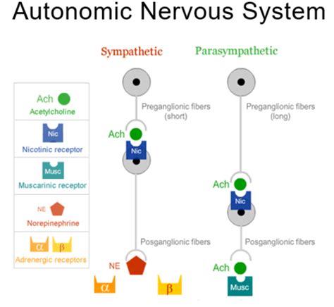 Lecture B Peripheral Nervous System Flashcards Quizlet