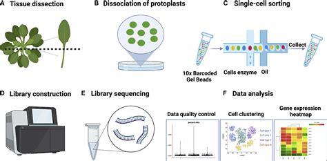 Single Cell And Spatial Multi Omics In The Plant Sciences Technical Advances Applications And
