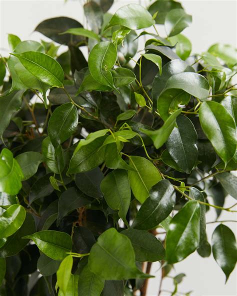 Ficus Benjamina Midnight Braid Indoor Plants Lively Root