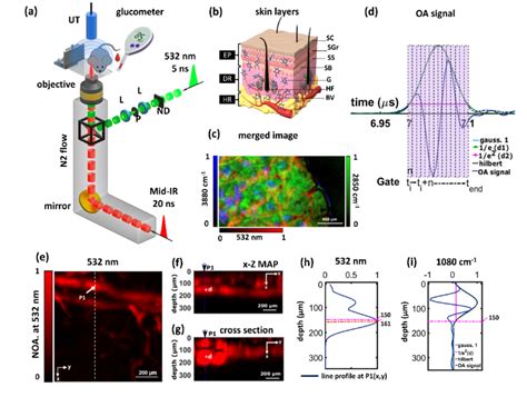Label Free Biomolecular Imaging Depth Capabilities Of In Vivo Download Scientific Diagram