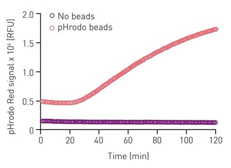 Phrodo Red For Phagosome Acidification Bmg Labtech