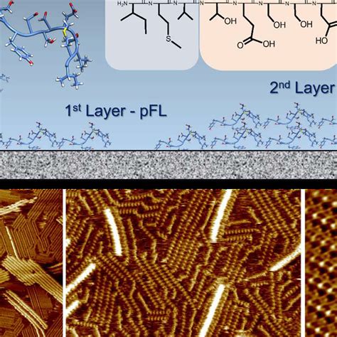 ペプチドの自己組織化過程を分子レベルで可視化 することに成功！ 金沢大学