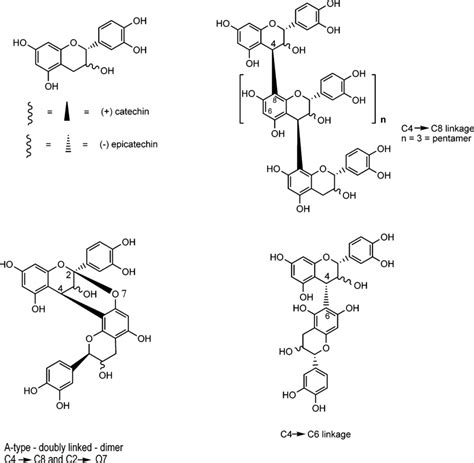 Structure Of Monomeric Flavan 3 Ols And Procyanidins Oligomers Linked Download Scientific