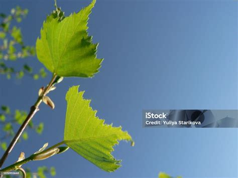 푸른 하늘을 배경으로 어린 나뭇잎이 있는 봄자작나무 가지 봄 자연과 알레르기 개념 파란색 하늘 배경에 텍스트의 공간을 복사합니다 개념에 대한 스톡 사진 및 기타 이미지