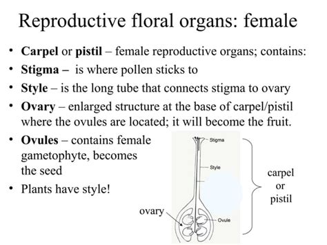 Pollination Reproduction In Plants Ppt Beekeeping Hobbies