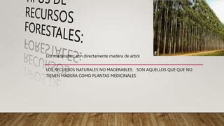 Los Recursos Forestales Para Niños Pptx
