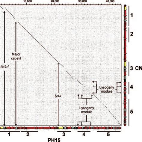 Dot Plot Comparison Of Ph15 And Cnph82 Genomes Dot Plot Analysis Was
